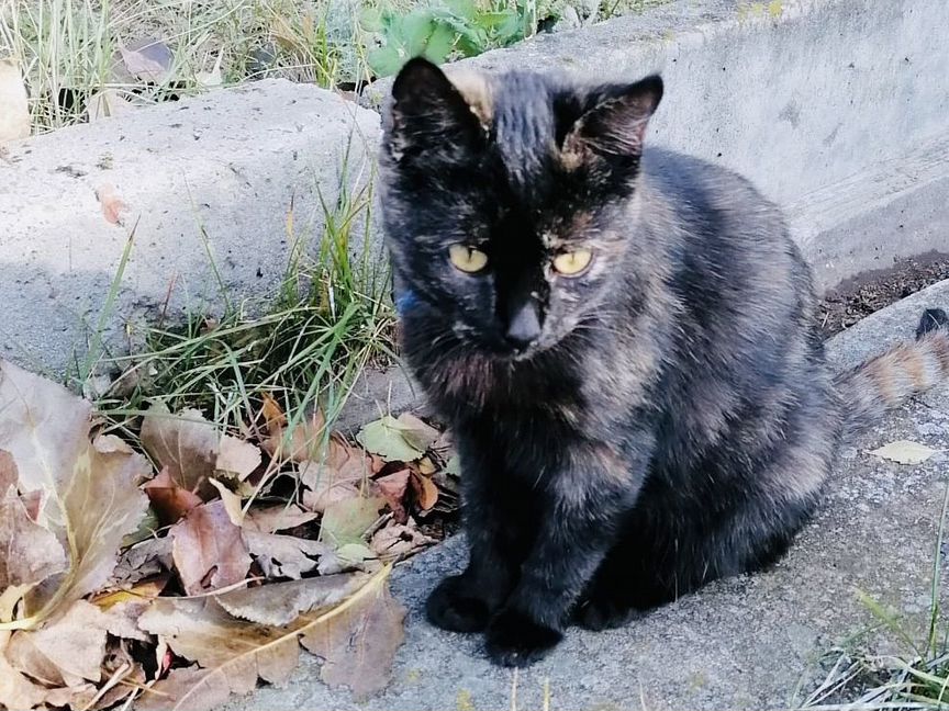 Котёнок Ночка