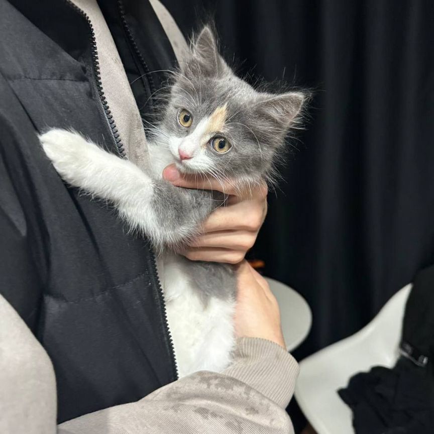 Котонек кошечка