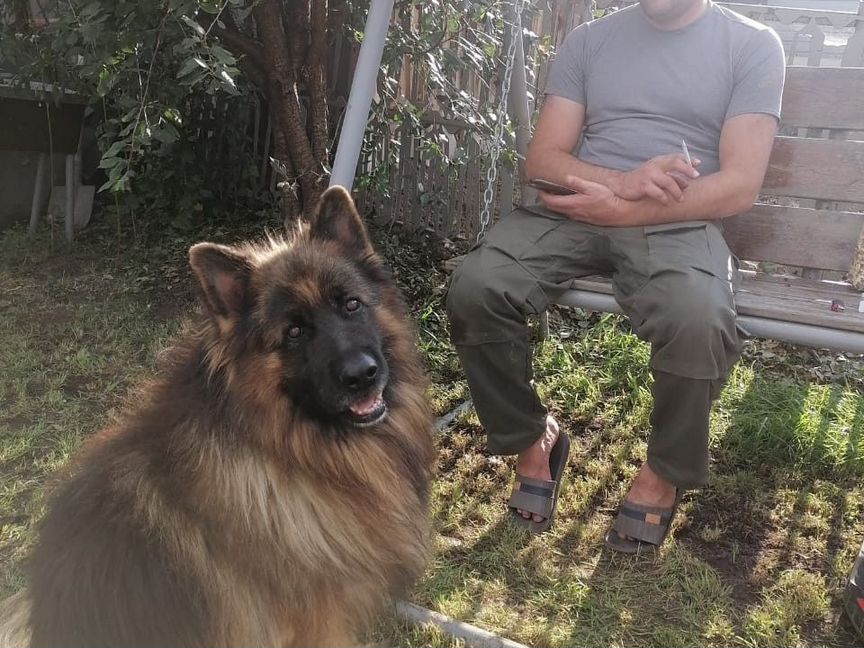 Немецкая овчарка длинношерстная