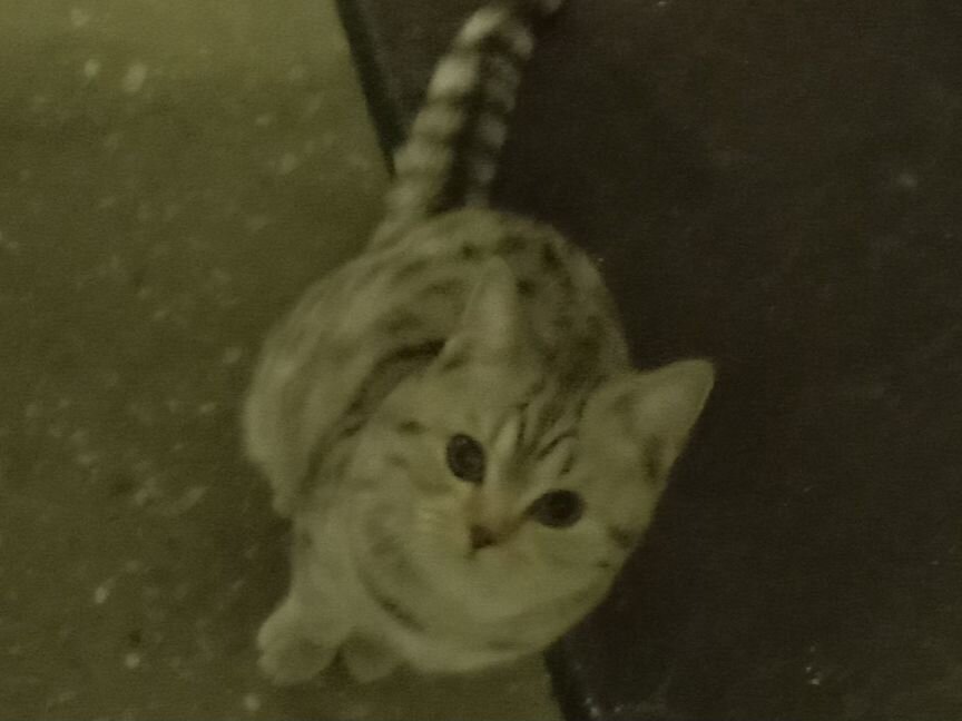 Котика бесплатно в добрые руки