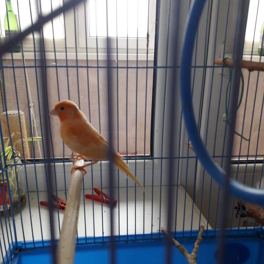 Канарейка мальчик