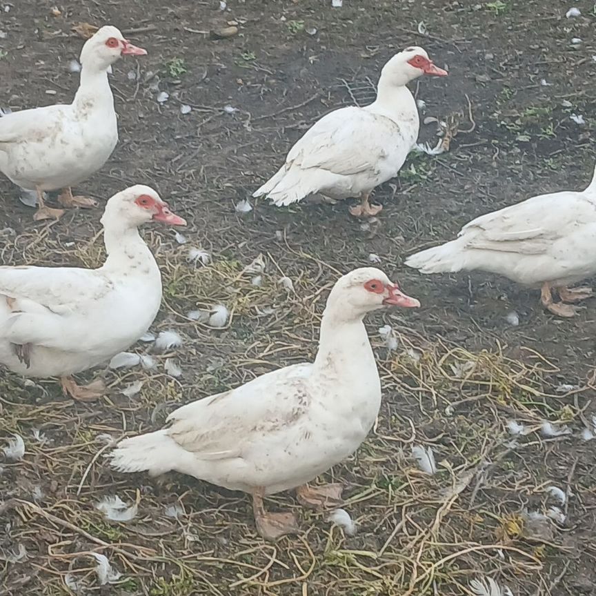 Утки продам молодых уток на развод