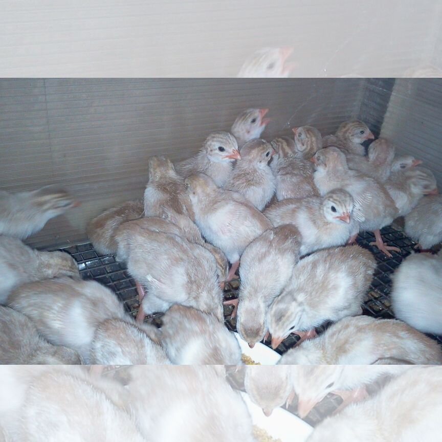 Цесарята недельные