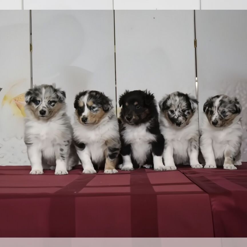 Шелти, щенок