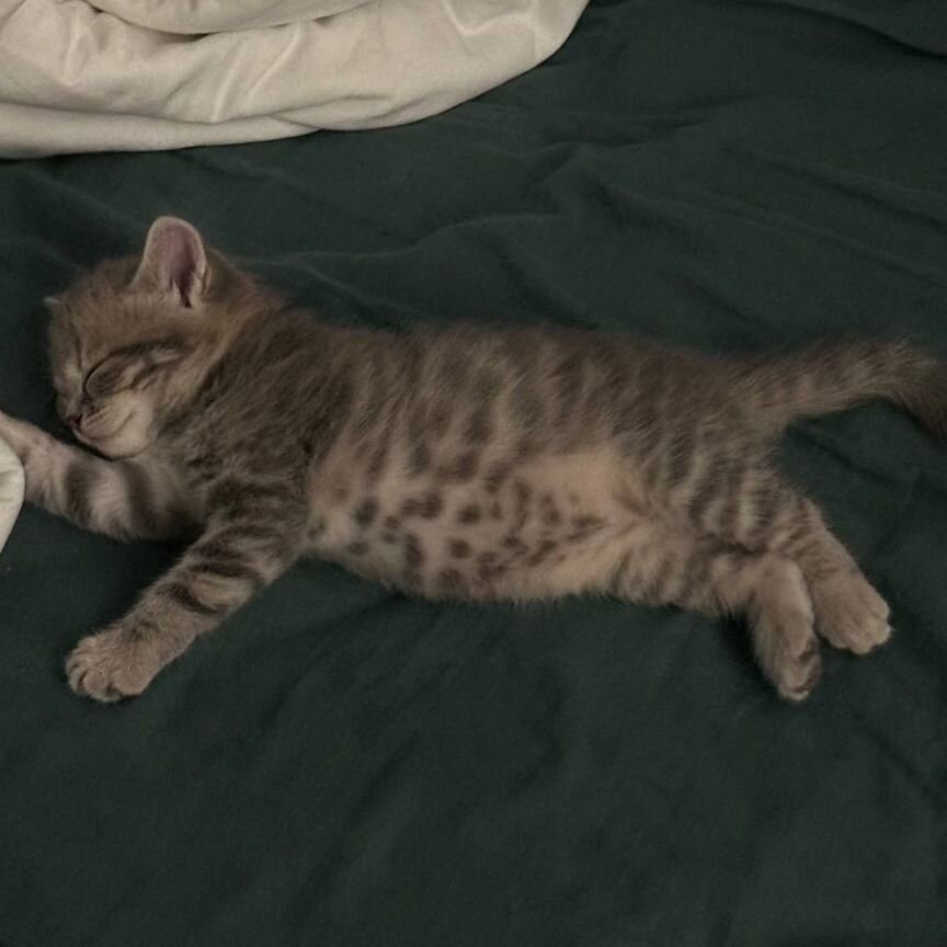 Шотландский прямоухий короткошёрстный котёнок