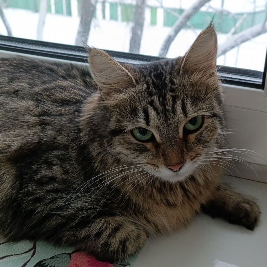 Кошечка подросток потеряшка или ищем ей семью