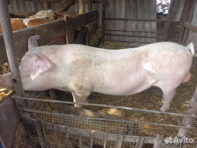 Хряк на племя