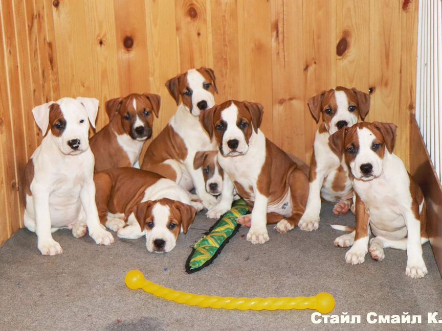 Высокопородные щенки амстаффа. Питомник