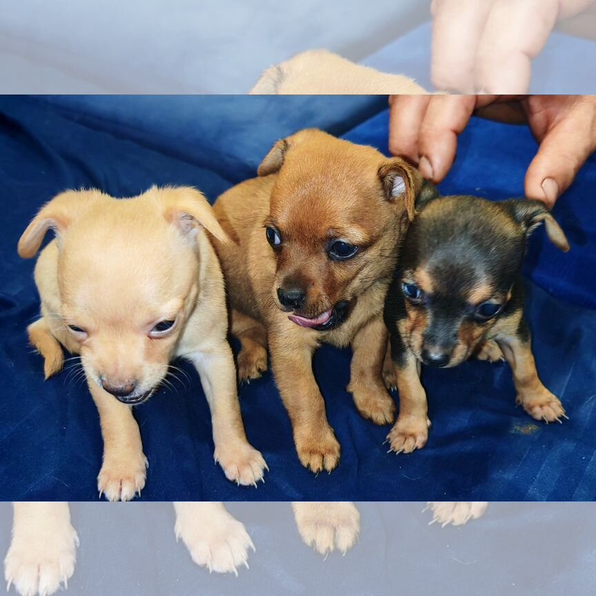 Щенок от частного владельца