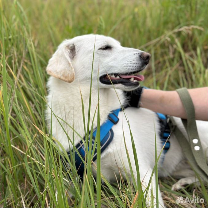 Нежная молоденькая собачка оказалась в приюте