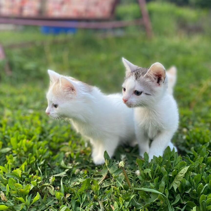 Котята