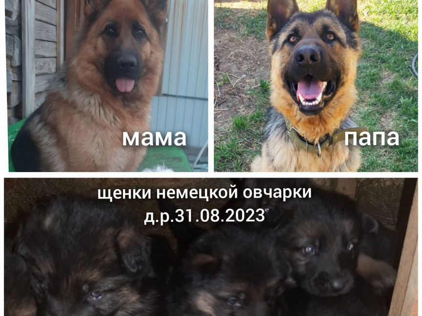 Щенки немецкой овчарки