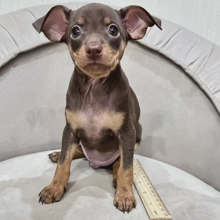 Русский той-терьер, щенок