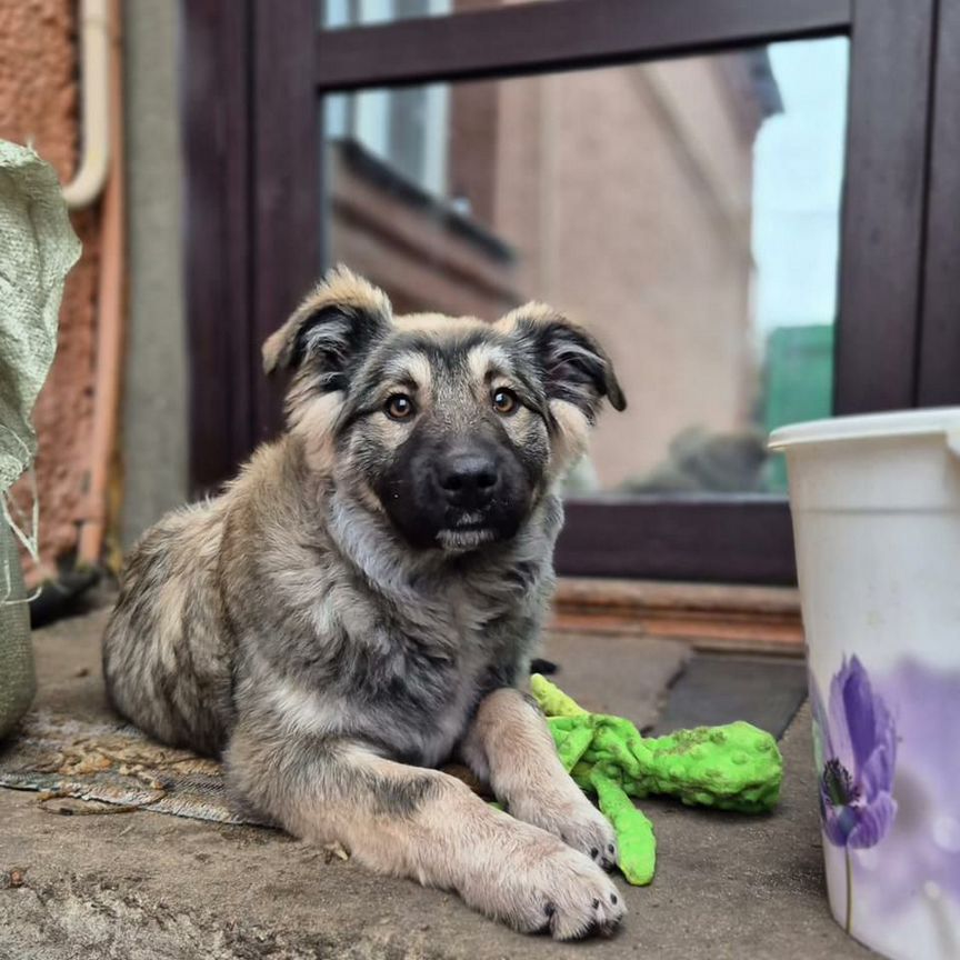 Щенок в добрые руки