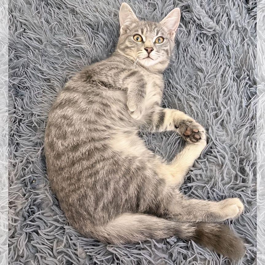 Котёнок в добрые руки