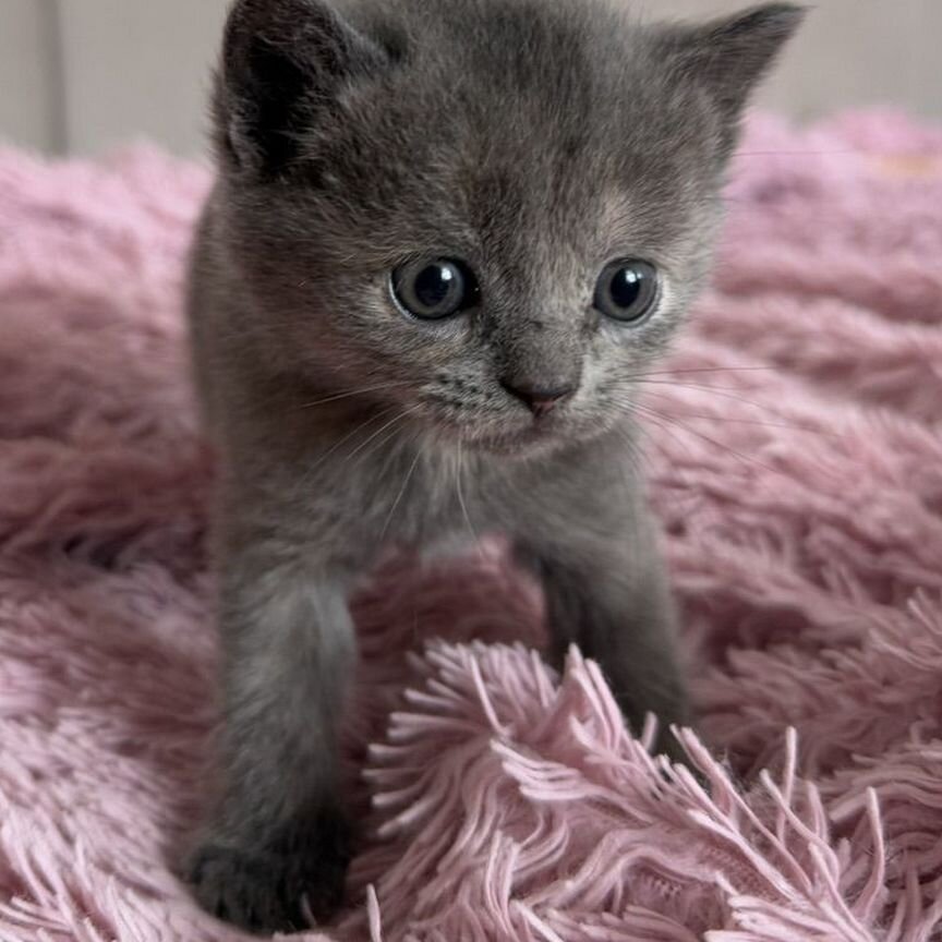 Котята в добрые руки от мамы британски