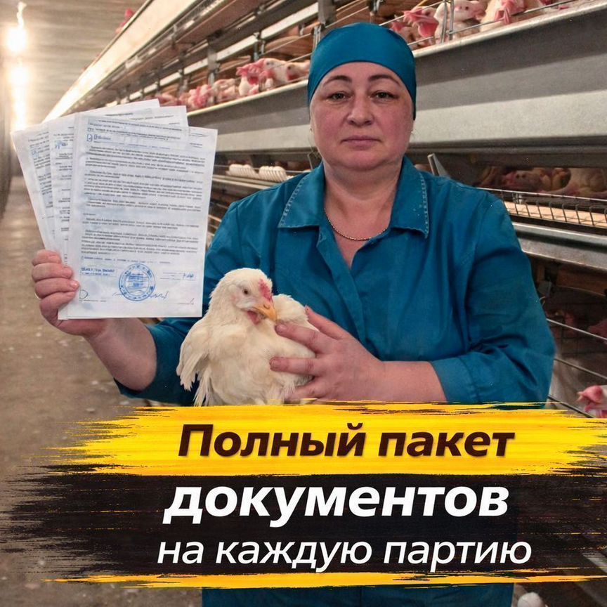 Куры несушки с доставкой Оптом