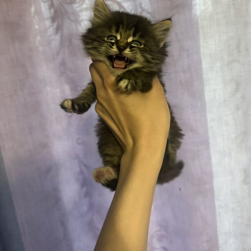 Сибирский котёнок