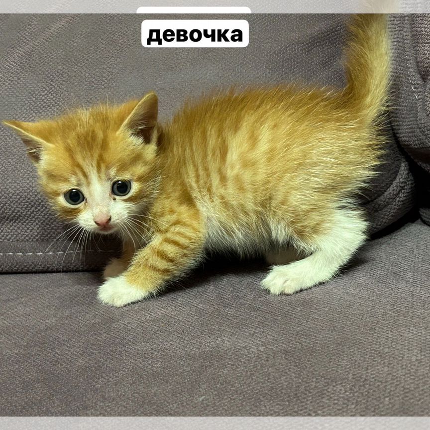 Котёнок в добрые руки