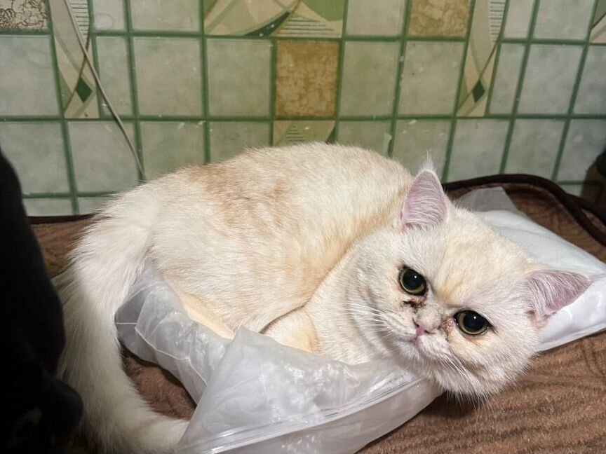 Экзотическая