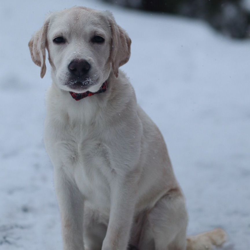 Лабрадор ретривер щенки