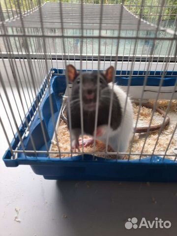 Крыса с клеткой бесплатно