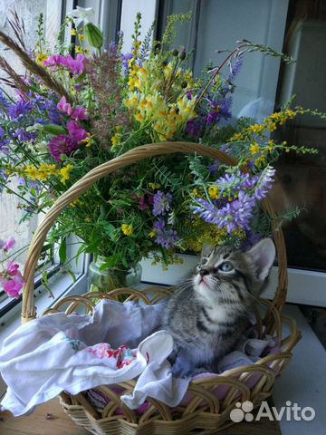 Котёночек (бесплатно)