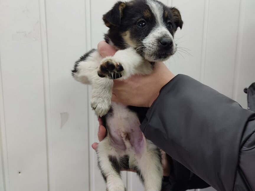 Щенок в добрые руки