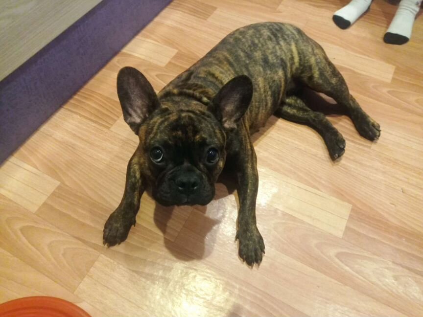 Французский бульдог девочка вязка