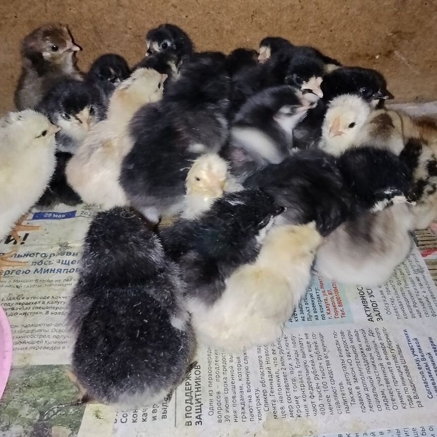 Цыплята суточные несушки