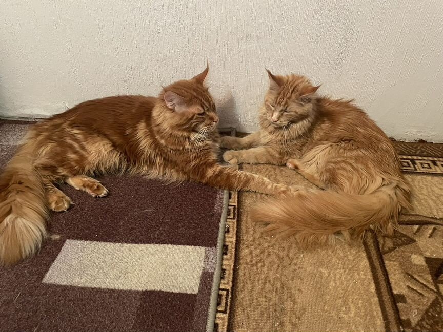 Котята мейн-кун
