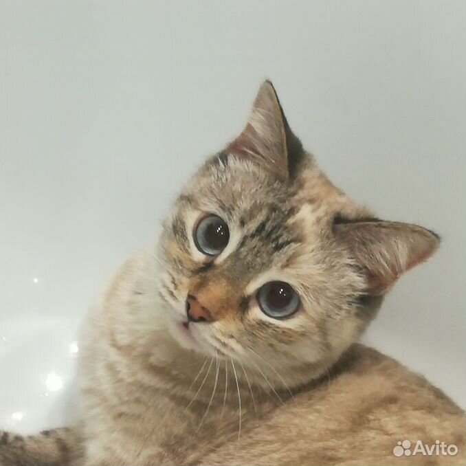 Кошка Тайский тебби пойнт