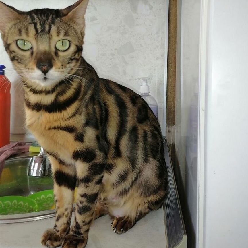 Бенгальская, взрослая кошка