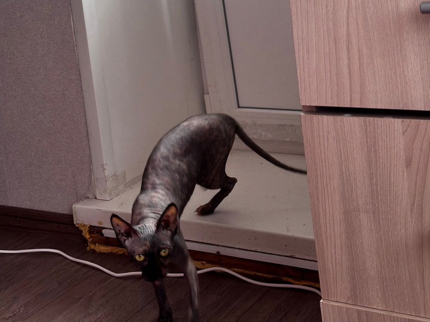Кошка сфинкс в надежные руки