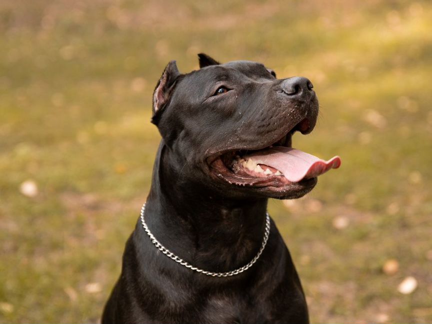 Щенки питбуля бронирование