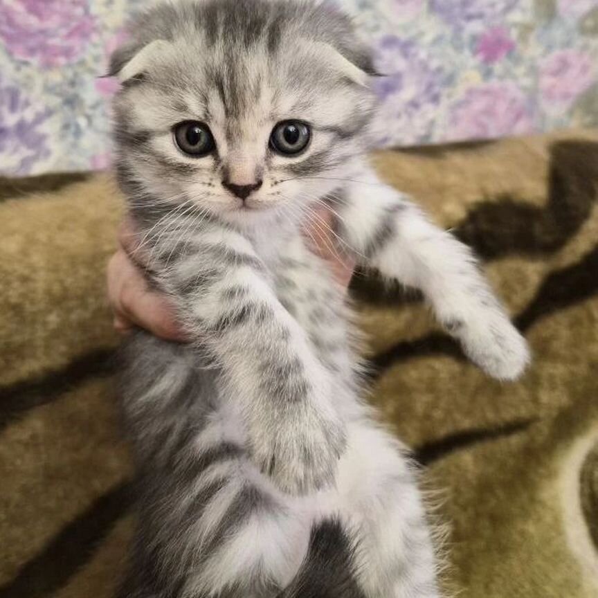 Шотландский вислоухий длинношёрстный котёнок