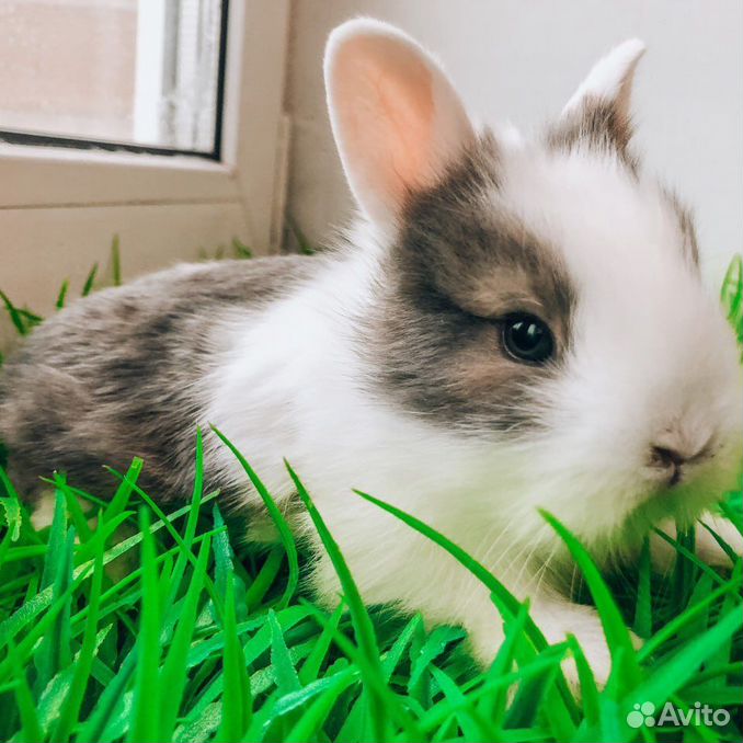 Мини карликовый кролик - королевский