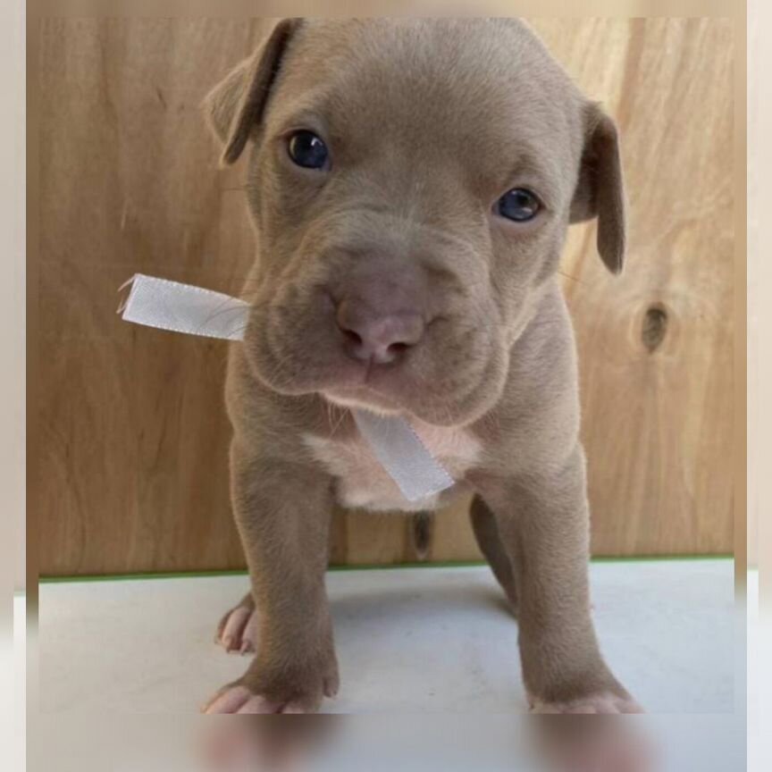 Щенки американского питбуля