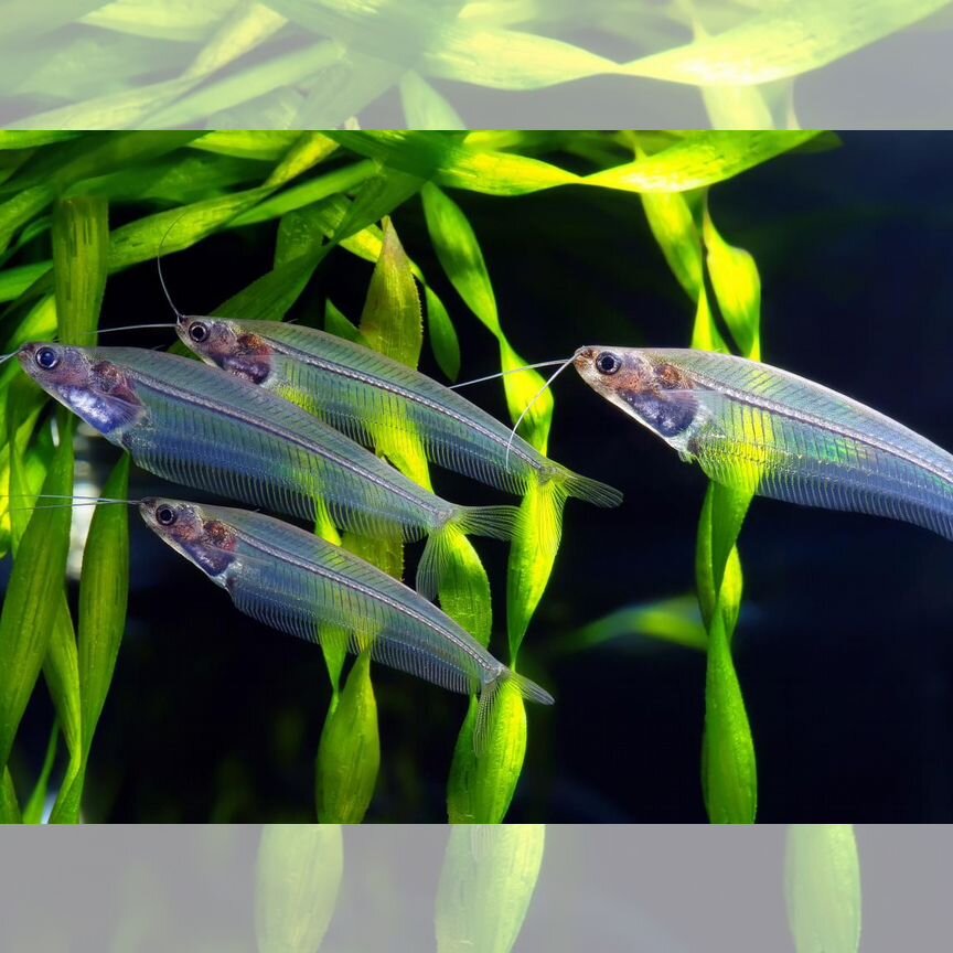 Аквариумные рыбки