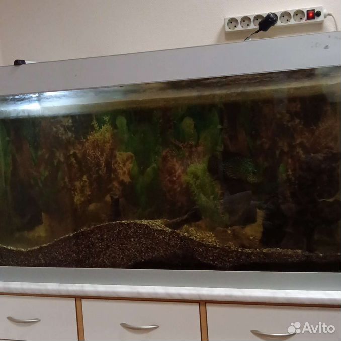 Большой аквариум 300 литров + взрослая цихлида