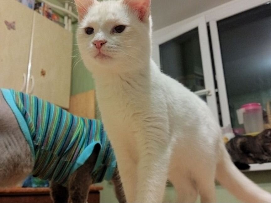 Красивый необычный котик (из приюта)