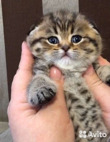 Вислоухие и прямоухие котята