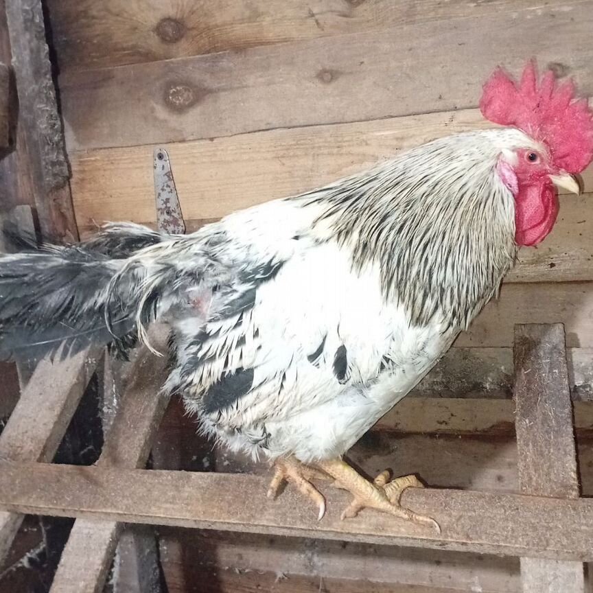 Домашние молодые петухи