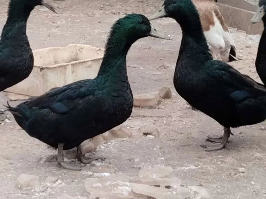 Утка каюга