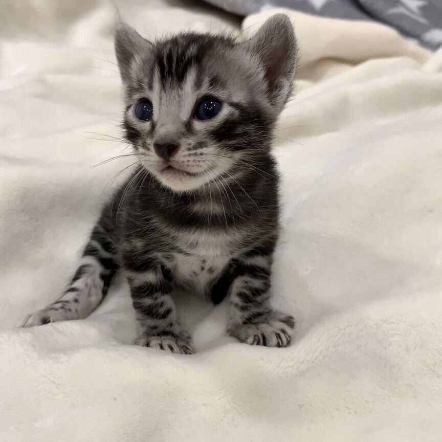 Бенгальские котята