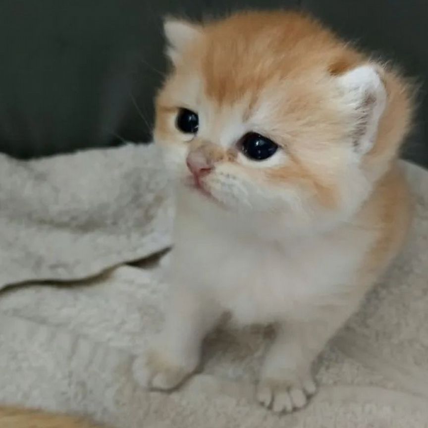 Британский короткошёрстный котёнок