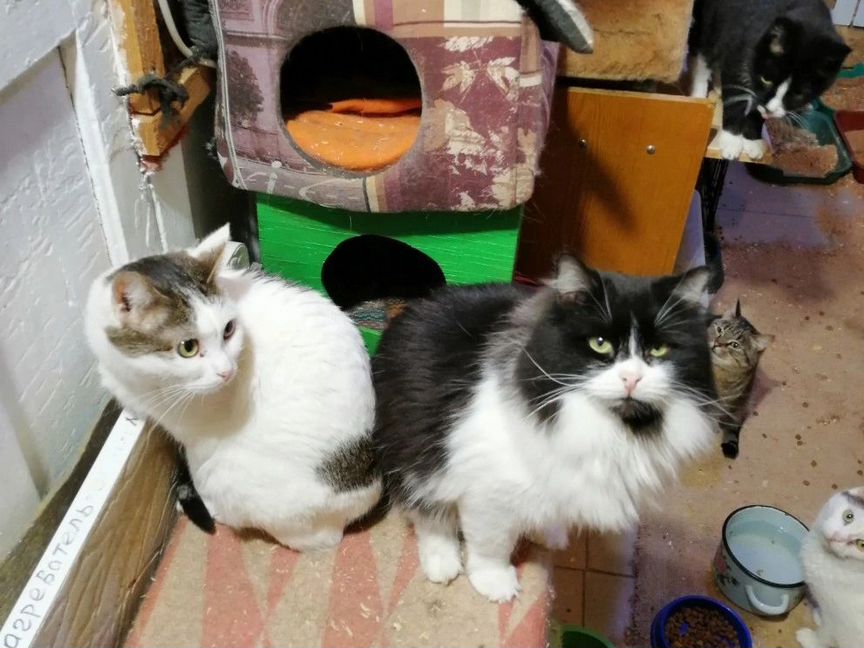 Приютские коты Сметанин и Нафаня мечтают о доме