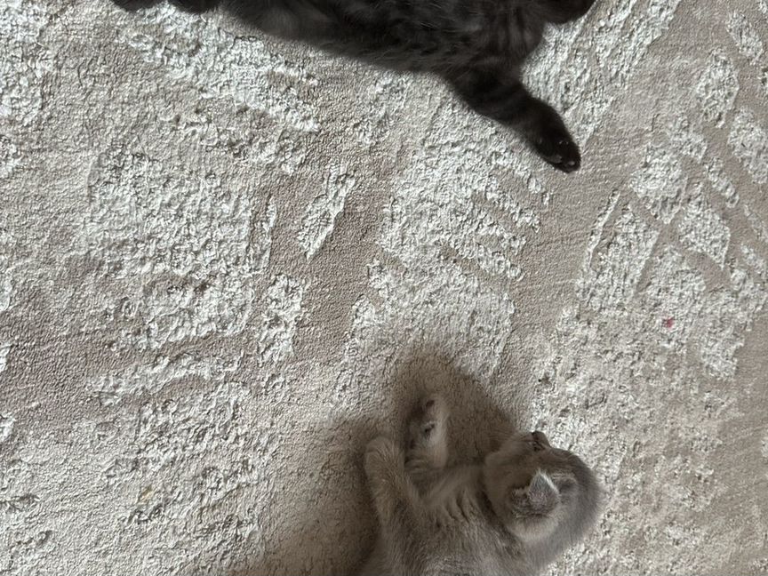 Шотландские прямоухие котята