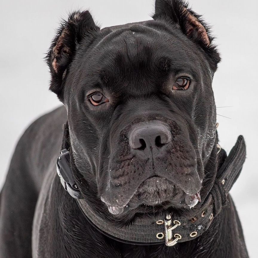 Вязка кабель кане корсо