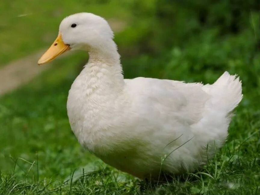 Инкубационное яйцо утки ст-5